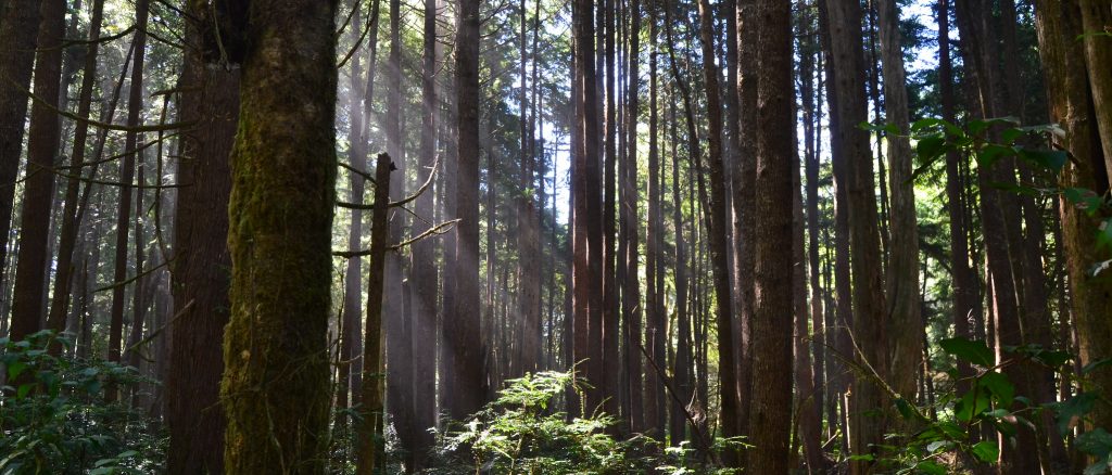 About – Forest Health Watch