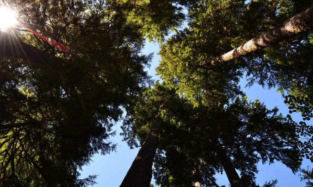 About – Forest Health Watch