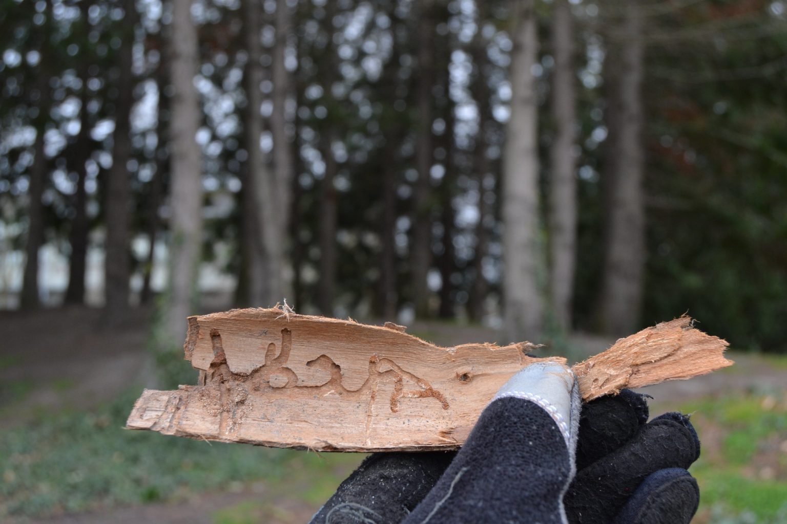 Western Redcedar Ecology and Distribution – Forest Health Watch