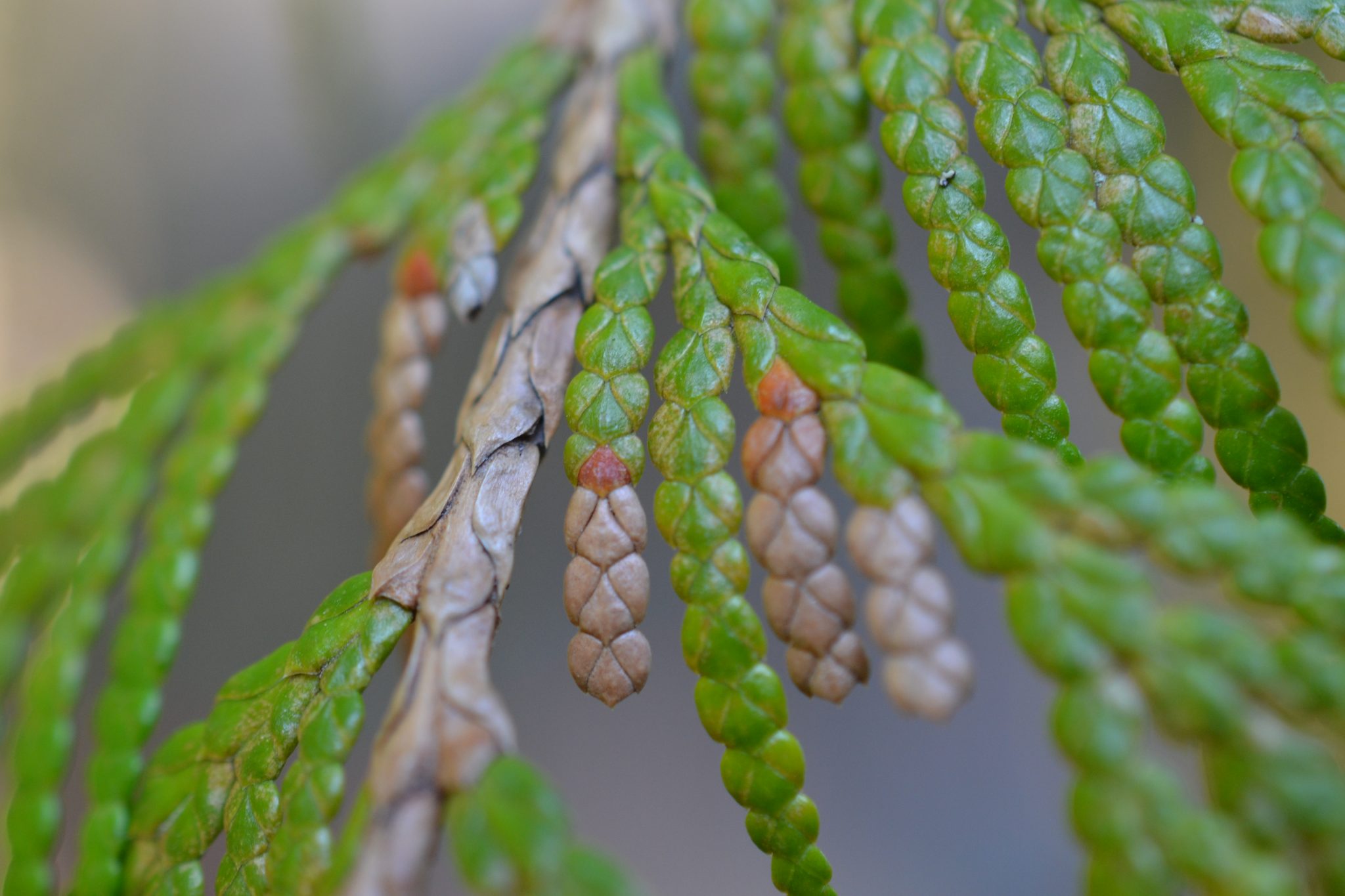 Western Redcedar Ecology and Distribution – Forest Health Watch