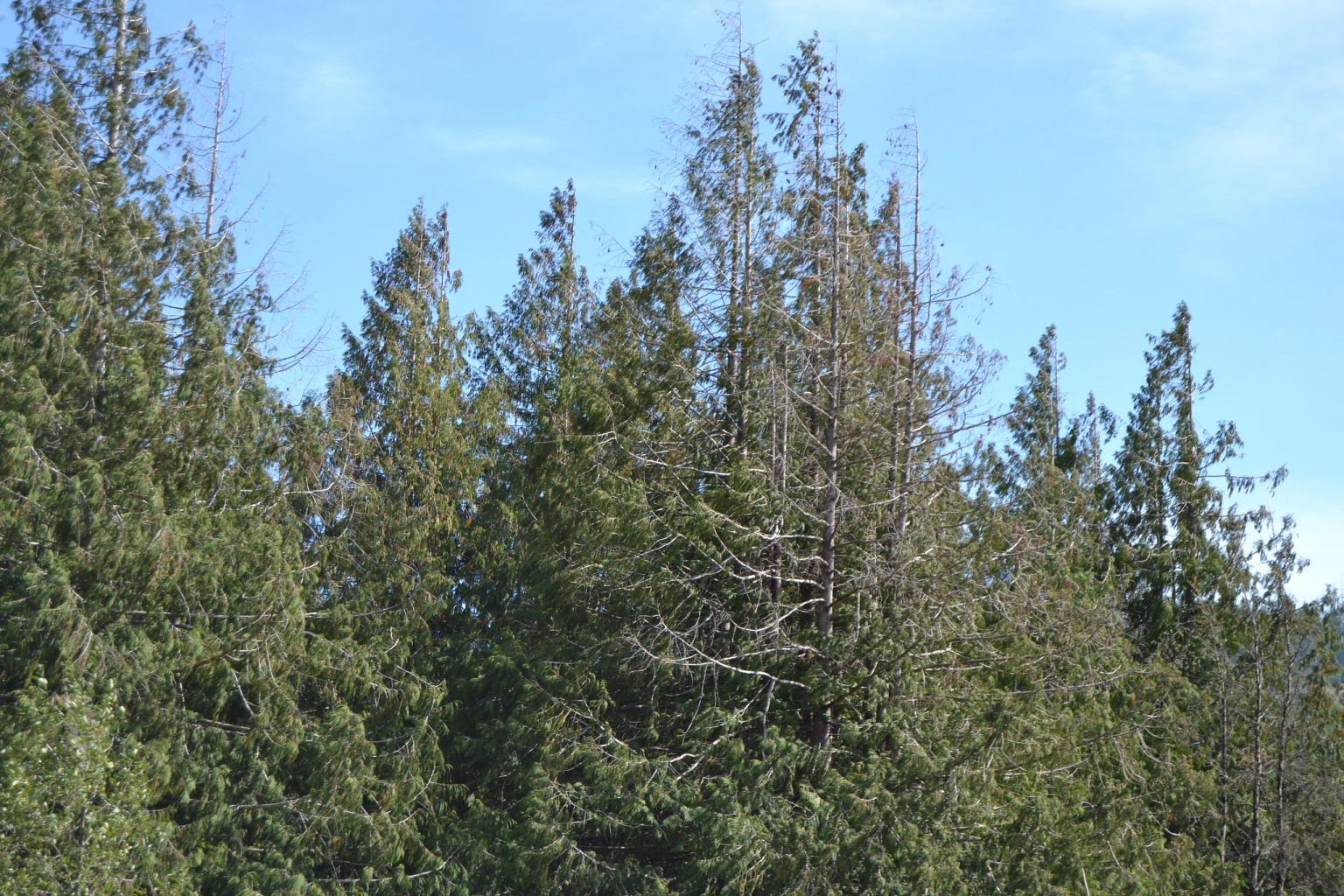 Western Redcedar Dieback – Forest Health Watch