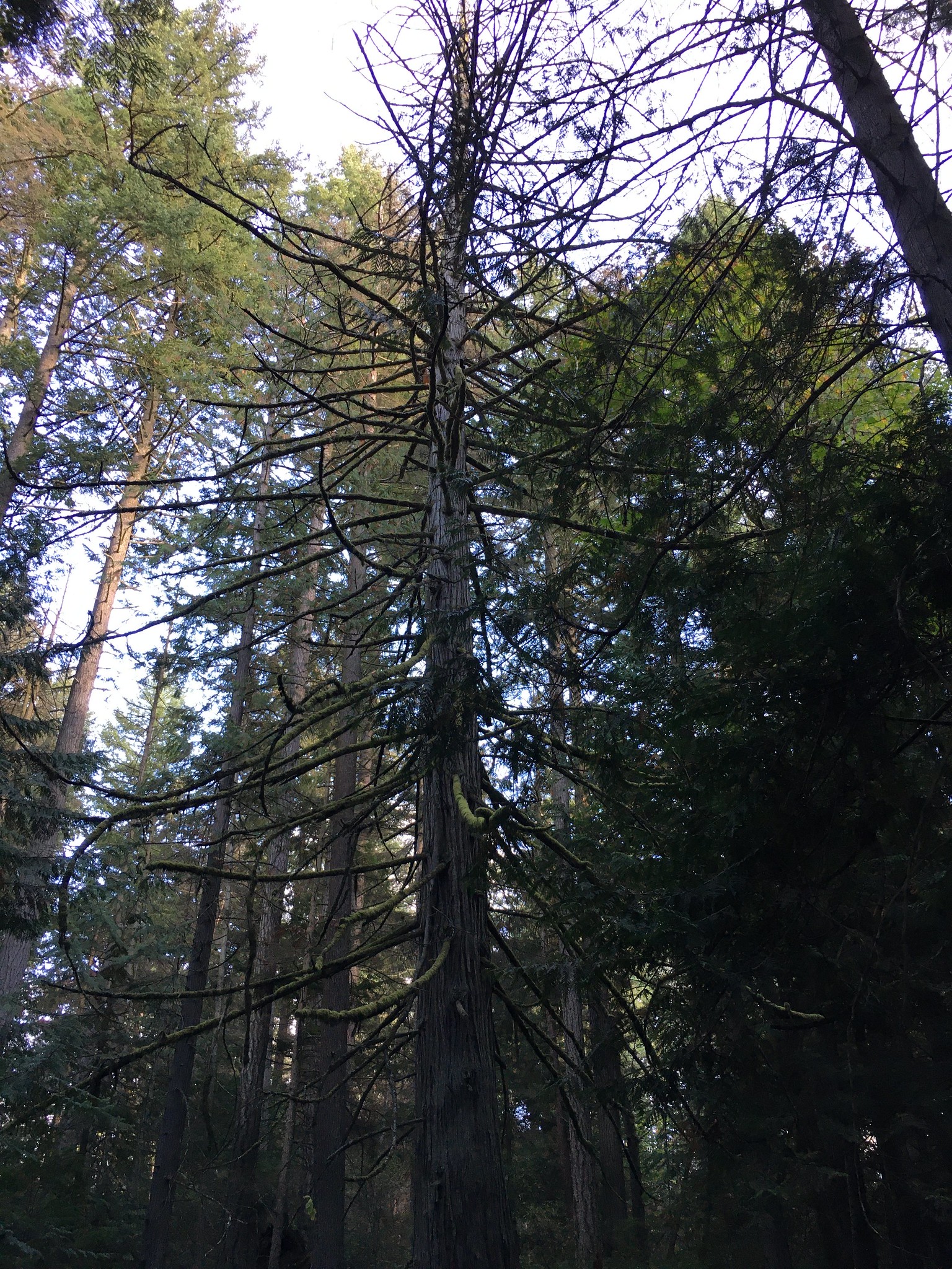 Western Redcedar Dieback – Forest Health Watch