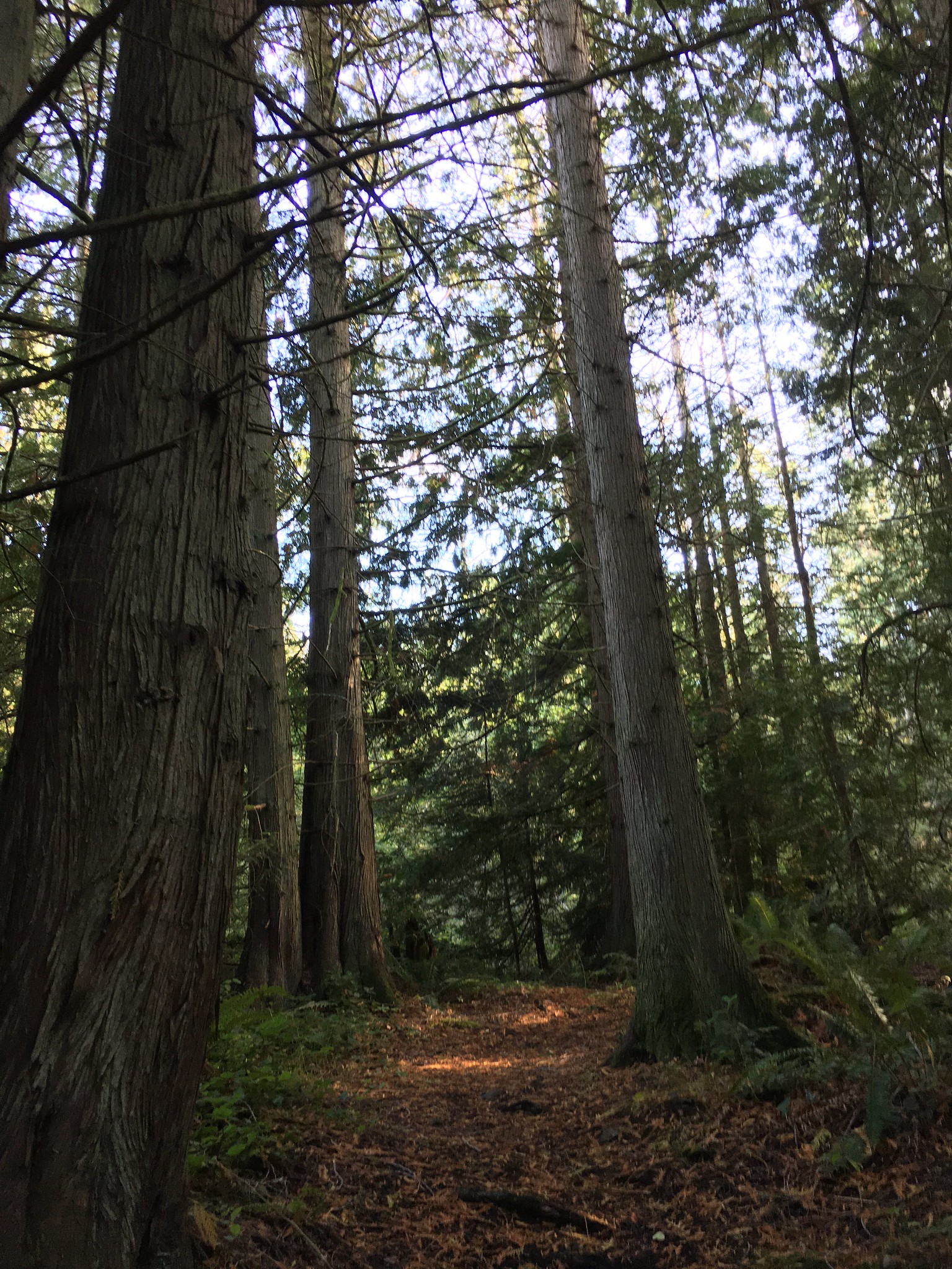 Western Redcedar Ecology and Distribution – Forest Health Watch