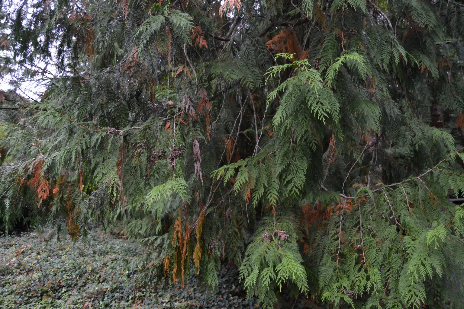 Redcedar Dieback Map – Forest Health Watch