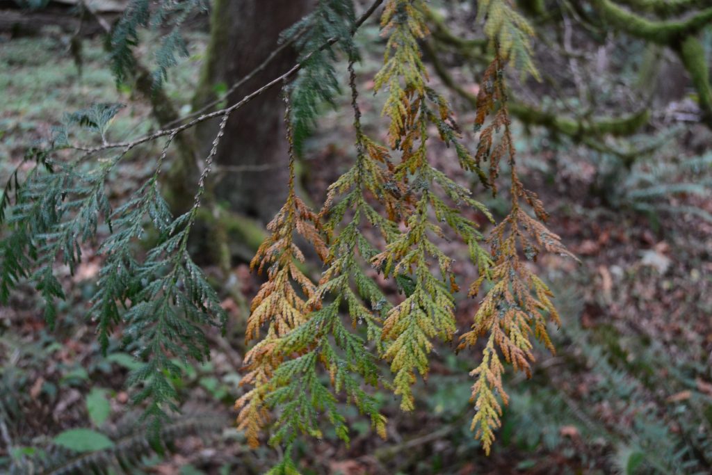 Redcedar Dieback Map – Forest Health Watch