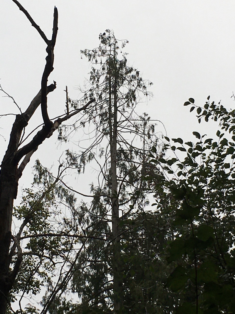 Redcedar Dieback Map – Forest Health Watch