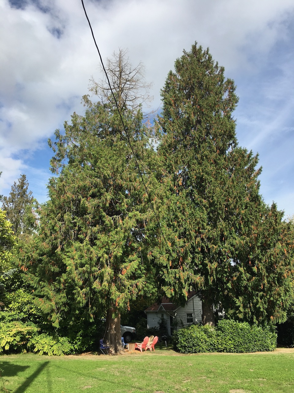 Western Redcedar Dieback – Forest Health Watch