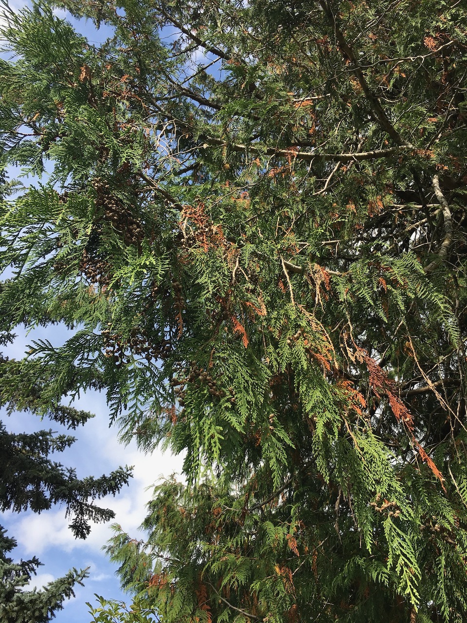 Western Redcedar Dieback – Forest Health Watch