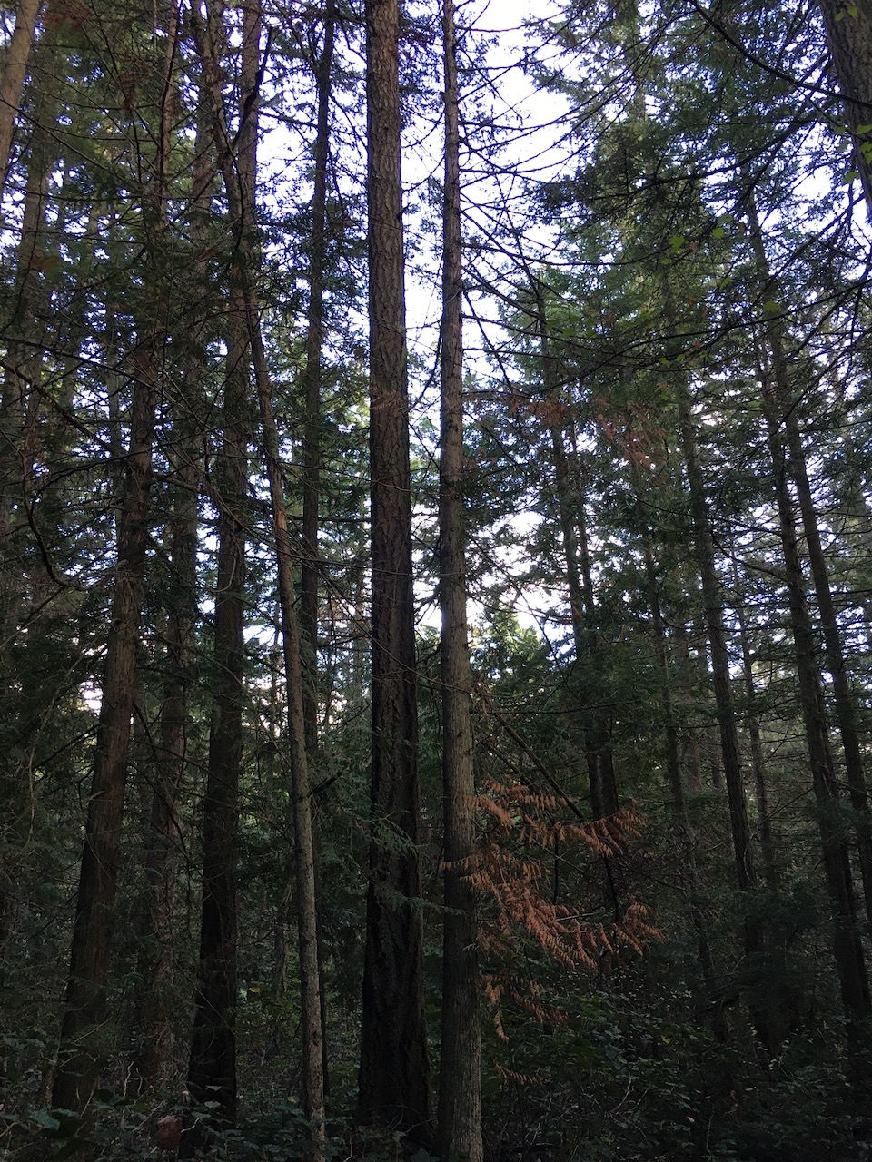 Western Redcedar Dieback – Forest Health Watch