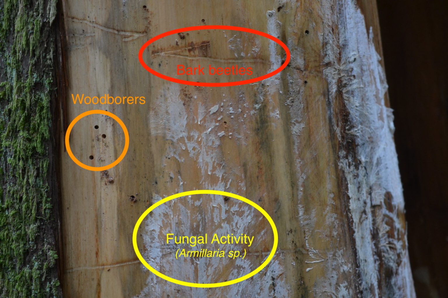 Redcedar Dieback Map – Forest Health Watch