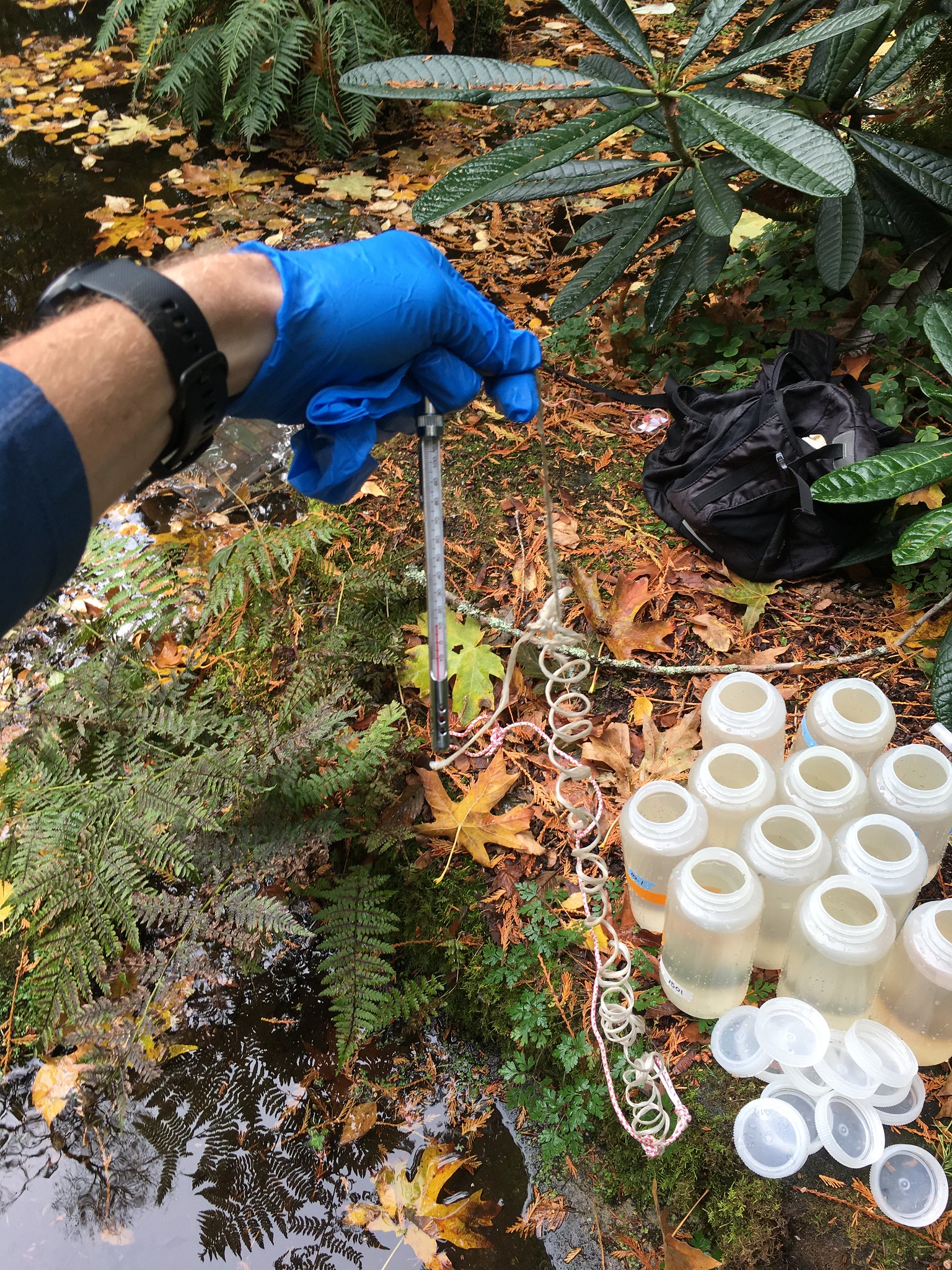 Forest Health Research – Forest Health Watch