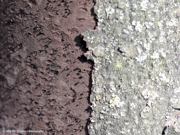 Sooty bark disease on maples in Seattle – Forest Health Watch