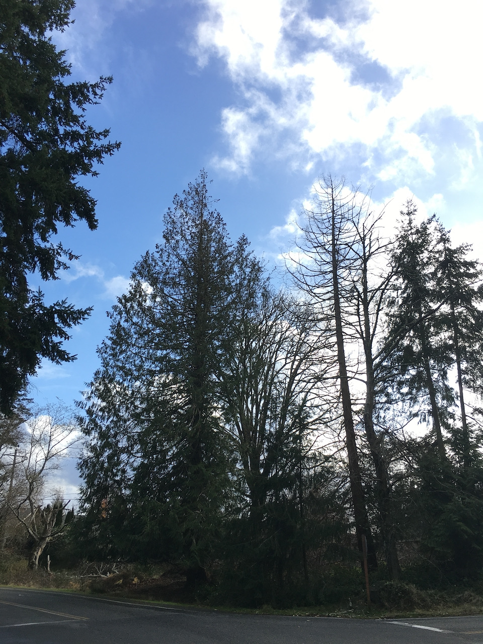 Research Updates Forest Health Watch