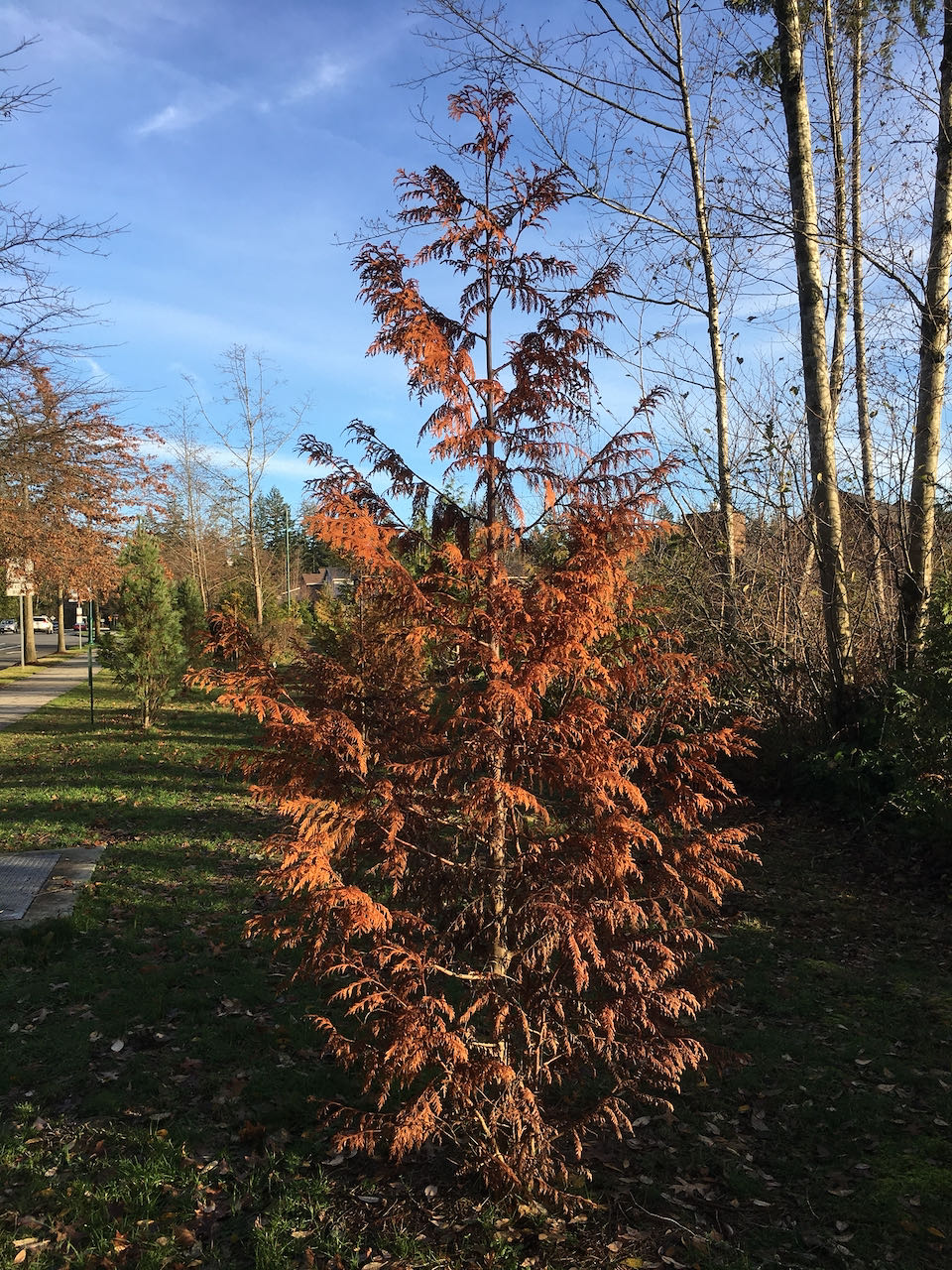 Redcedar Dieback Map – Forest Health Watch