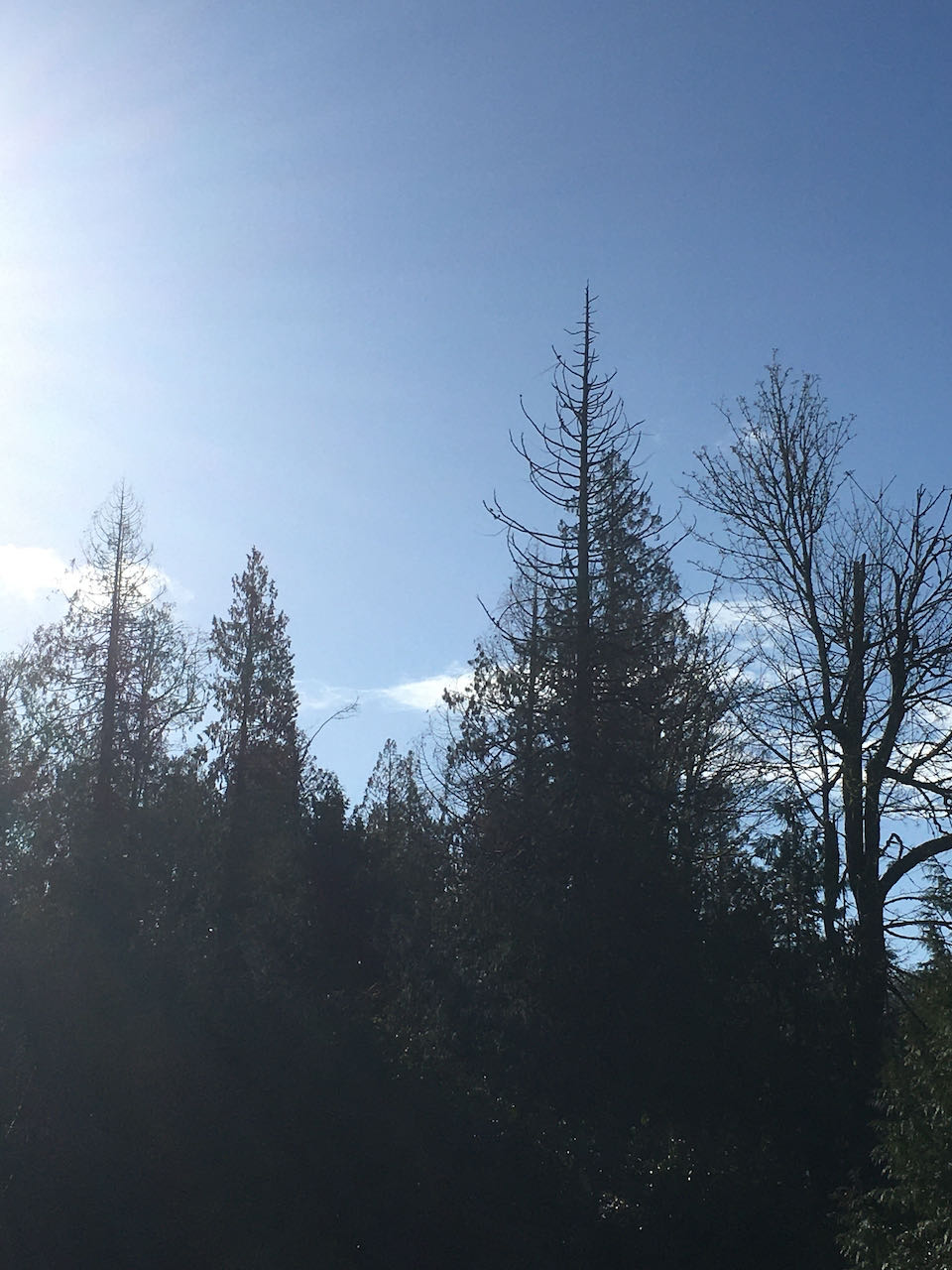 Redcedar Dieback Map – Forest Health Watch