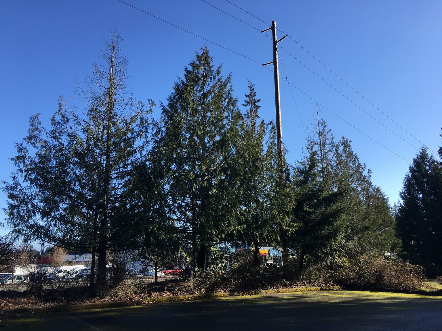 Urban Forests and Public Health – Forest Health Watch